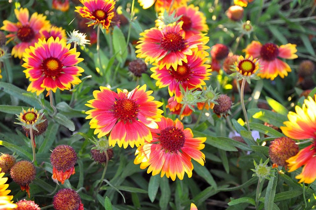 Gaillarde à grandes fleurs | Le guide des plantations