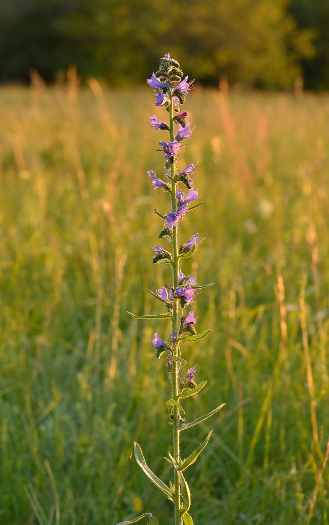 Vipérine commune | Le guide des plantations