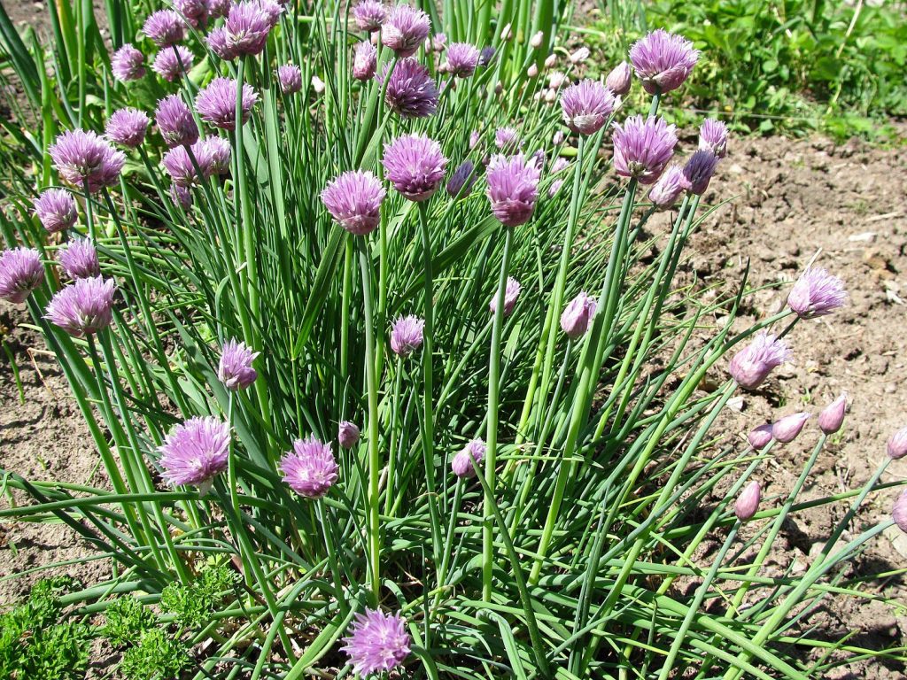 Ciboulette | Le guide des plantations