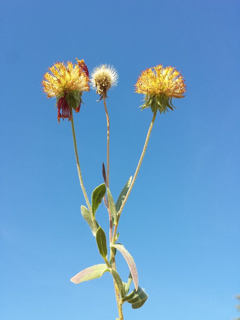 Gaillarde à grandes fleurs | Le guide des plantations