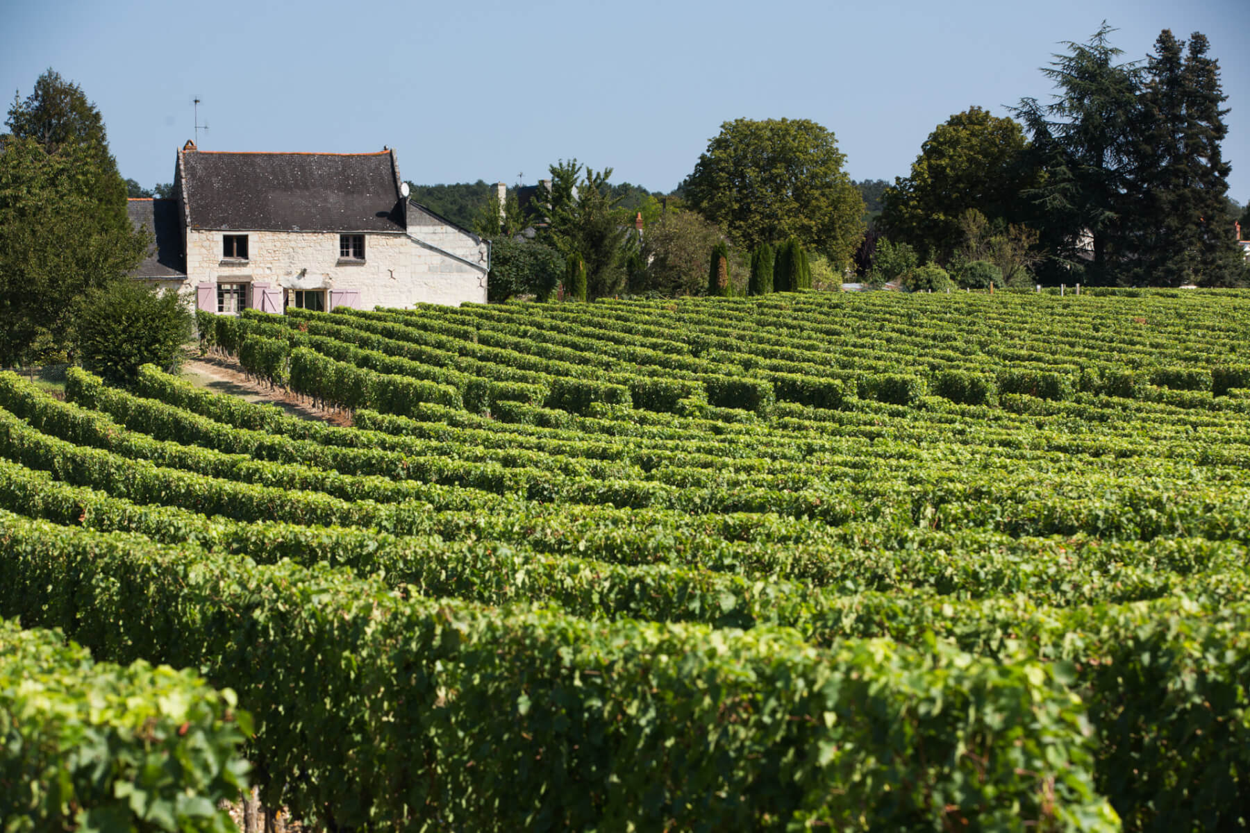 Les Vignobles - Parc naturel régional | Le guide des plantations