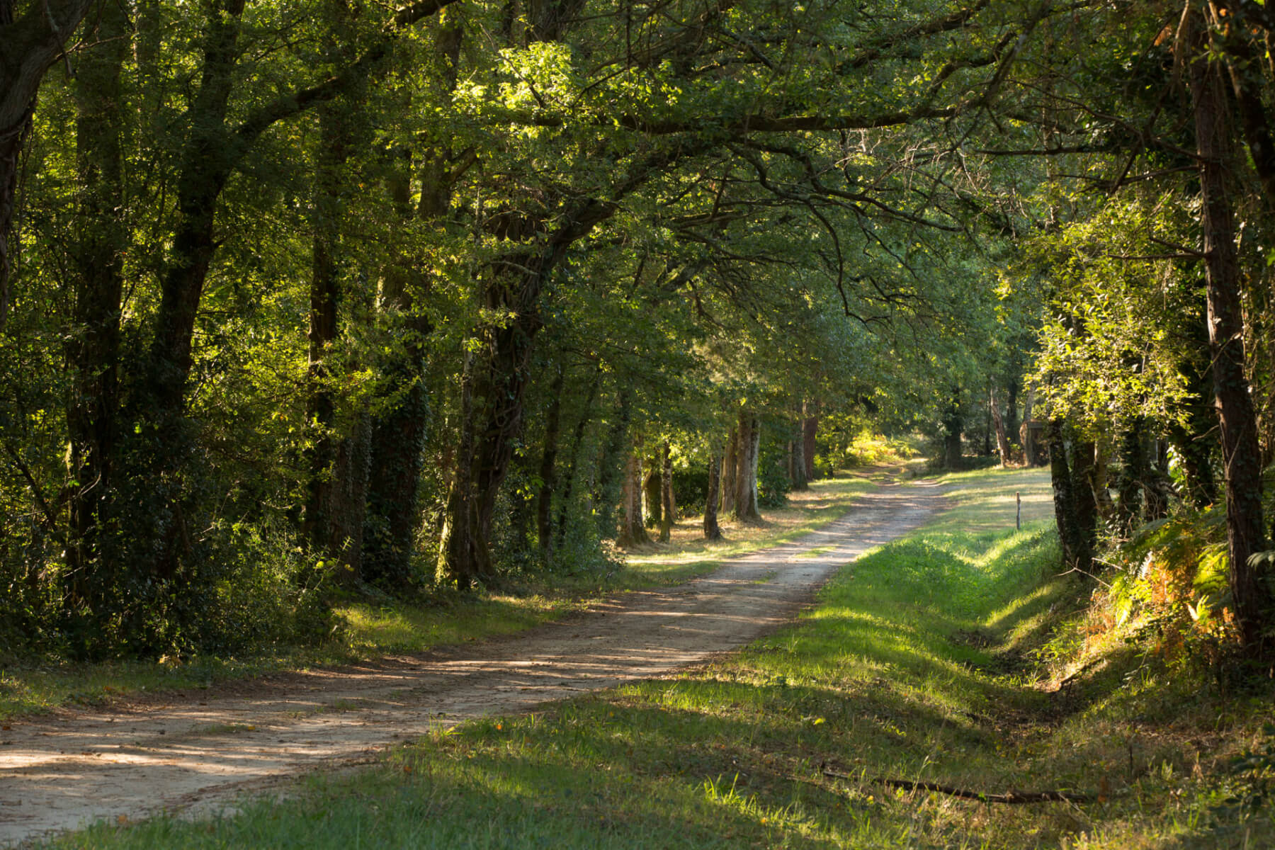 Les Forêts et landes - parc naturel régional | Le guide des plantations