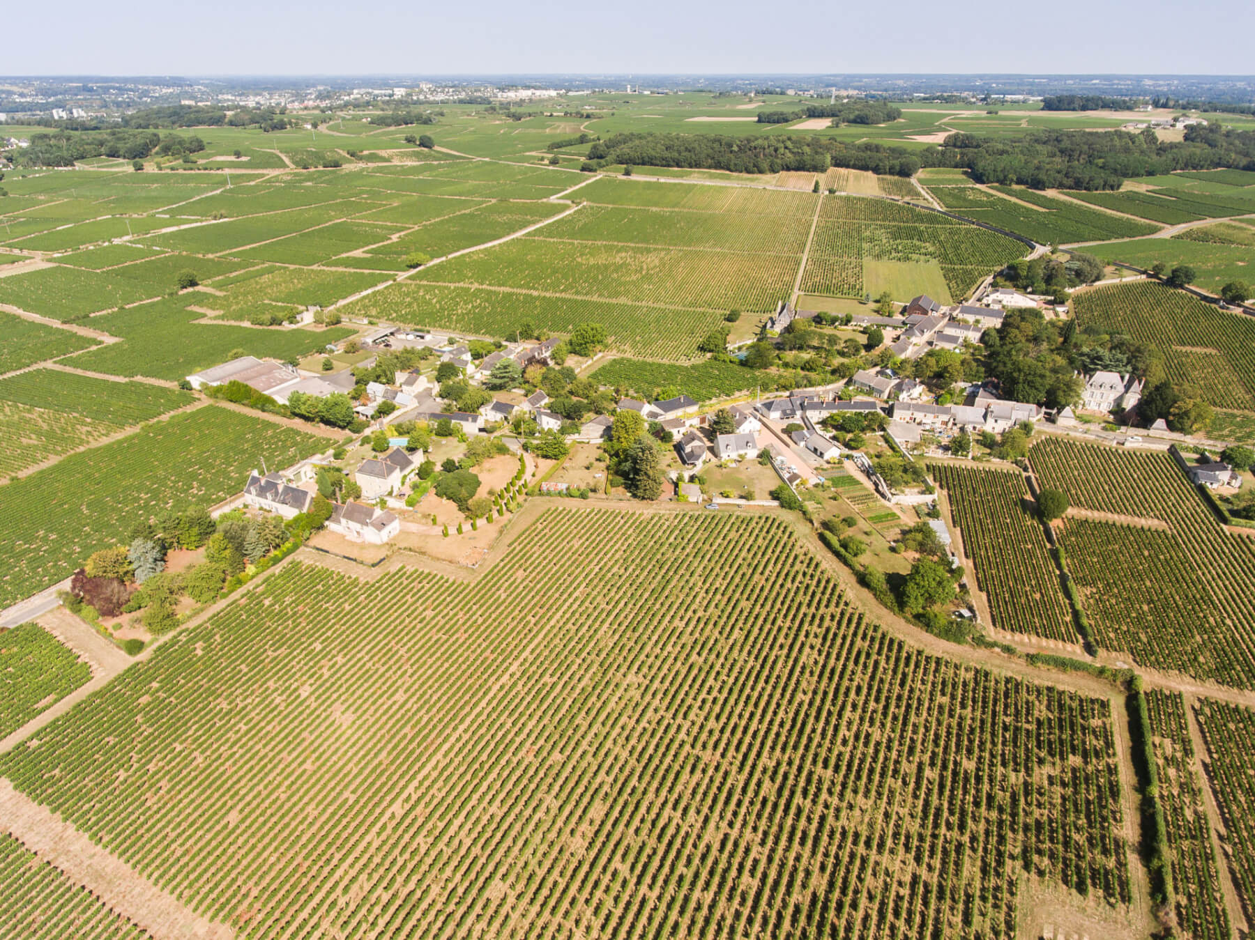 Les Vignobles - Parc naturel régional | Le guide des plantations