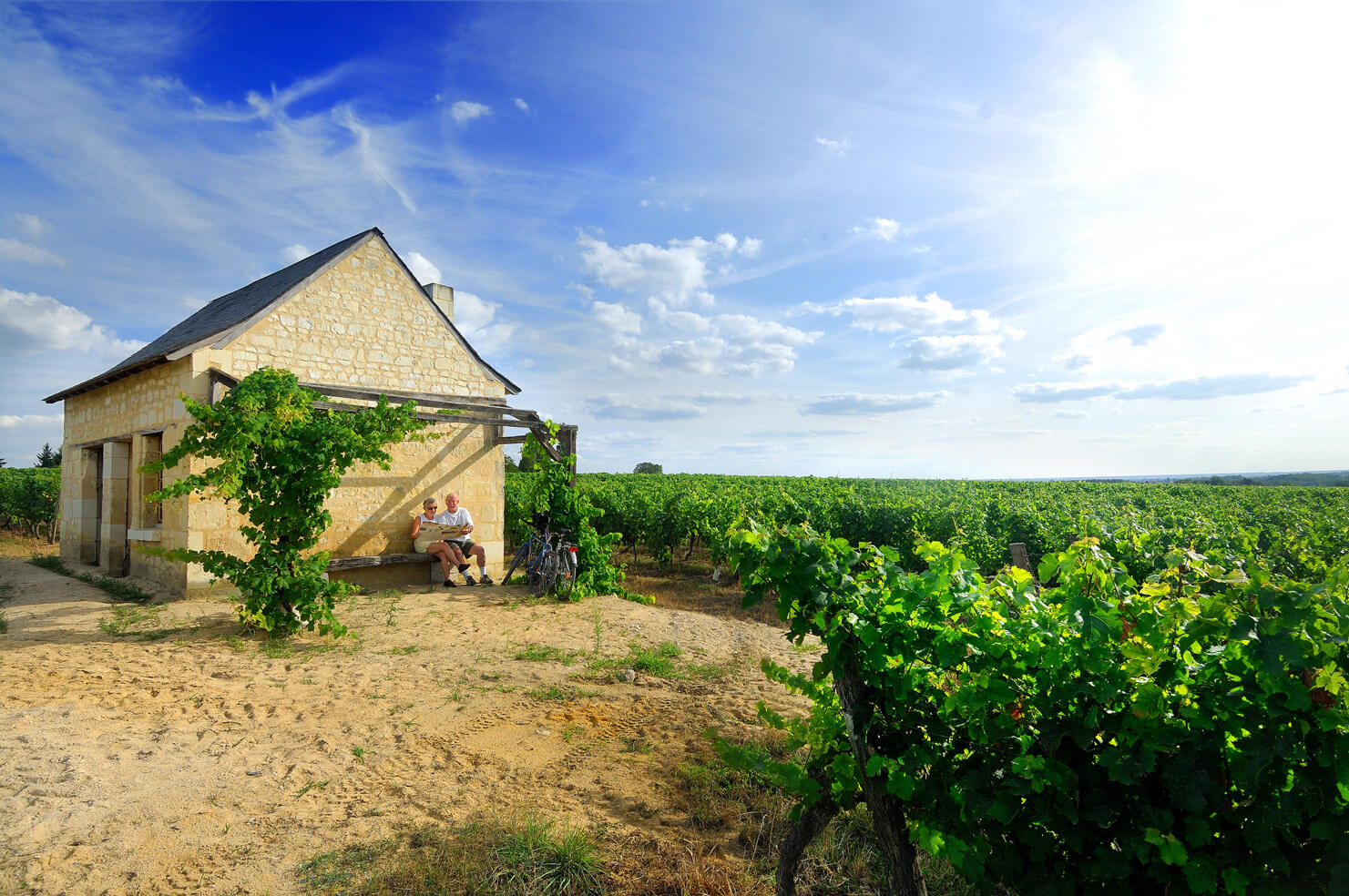 Les Vignobles - Parc naturel régional | Le guide des plantations