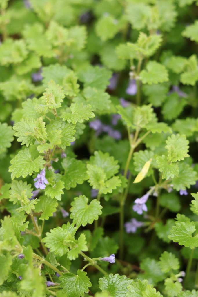 Lierre terrestre | Le guide des plantations