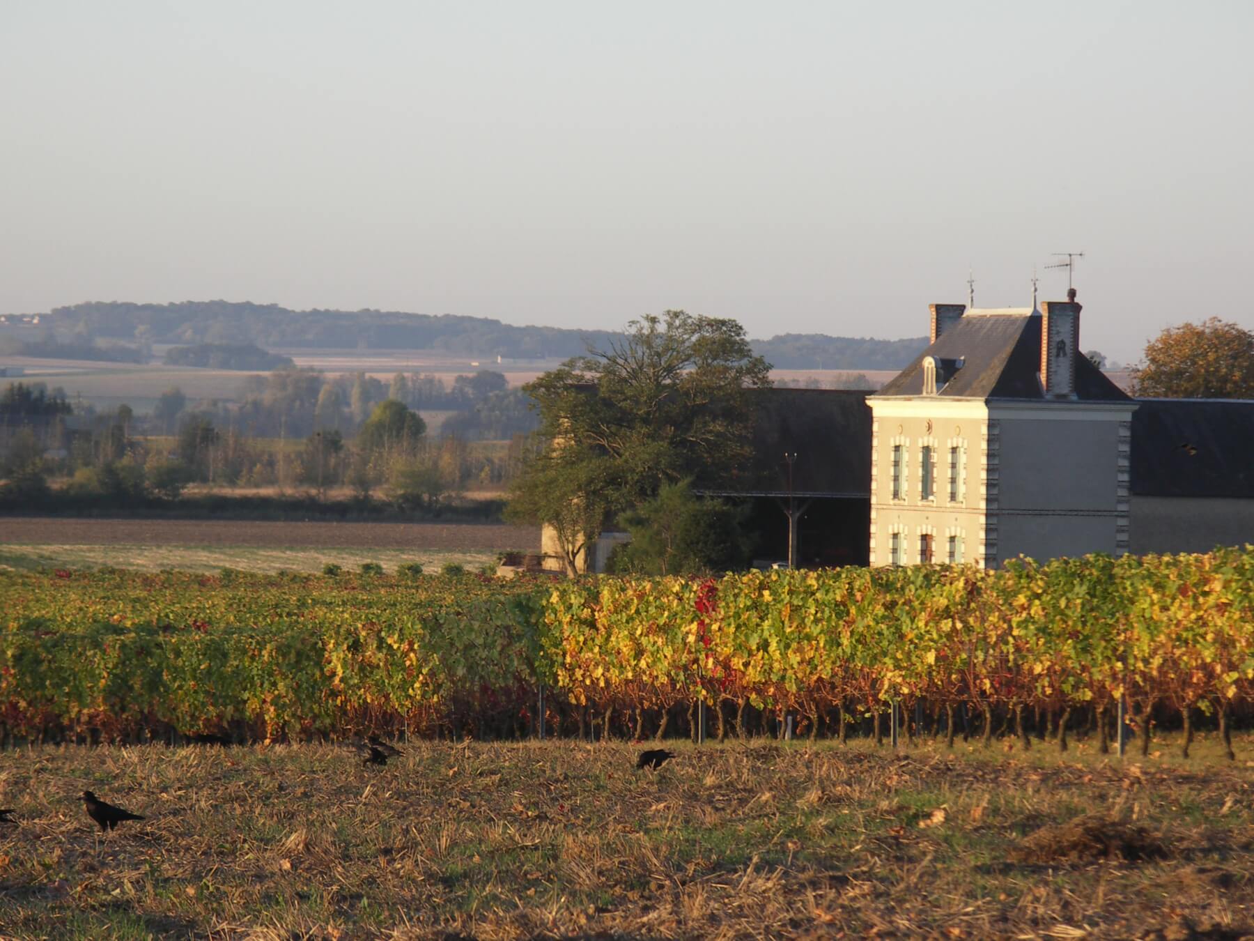 Les Vignobles - Parc naturel régional | Le guide des plantations