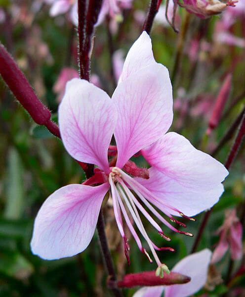 Gaura de Lindheimer | Le guide des plantations